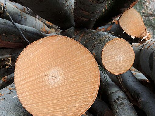 Natur, Wald & Wissen - www.bundesforste.at