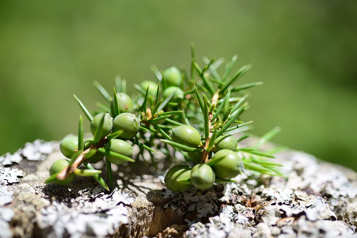 Der Geschmack des Waldes: Ein Bier aus Wald und Wacholder ...